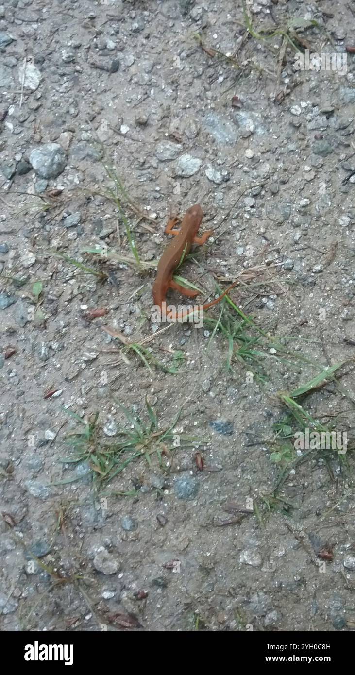 Eastern Newt (Notophthalmus viridescens Stock Photo - Alamy