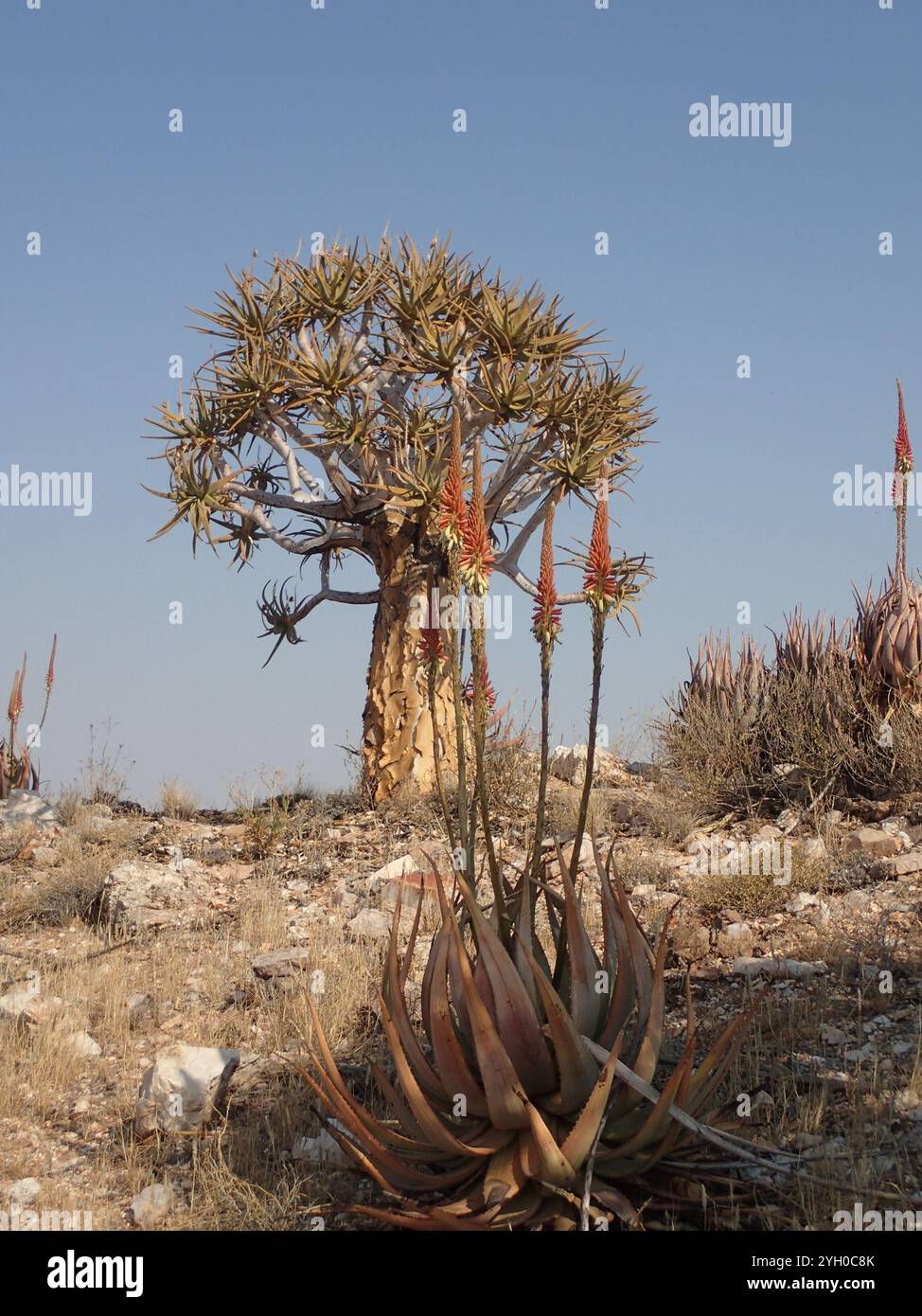 Quiver Tree (Aloidendron dichotomum Stock Photo - Alamy