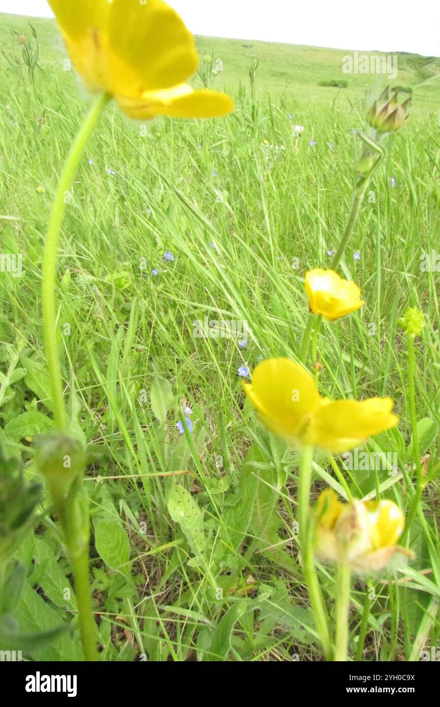 Multi-flowered Buttercup (Ranunculus polyanthemos Stock Photo - Alamy