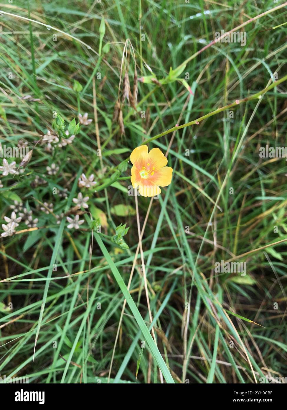 Linum rigidum hi-res stock photography and images - Alamy