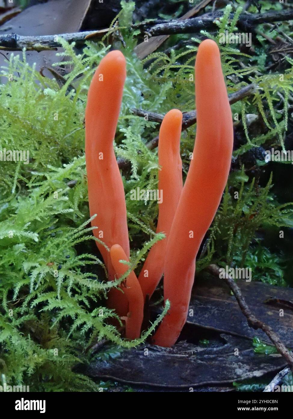 Flame fungus (Clavulinopsis sulcata Stock Photo - Alamy