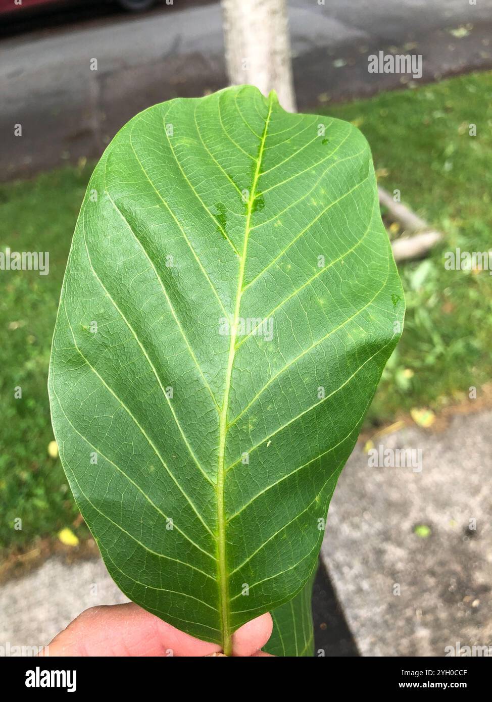 Persian walnut (Juglans regia Stock Photo - Alamy