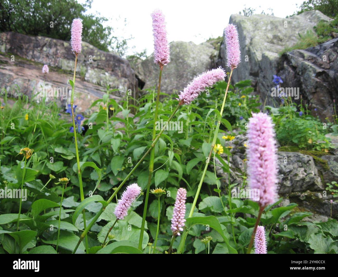 common bistort (Bistorta officinalis Stock Photo - Alamy
