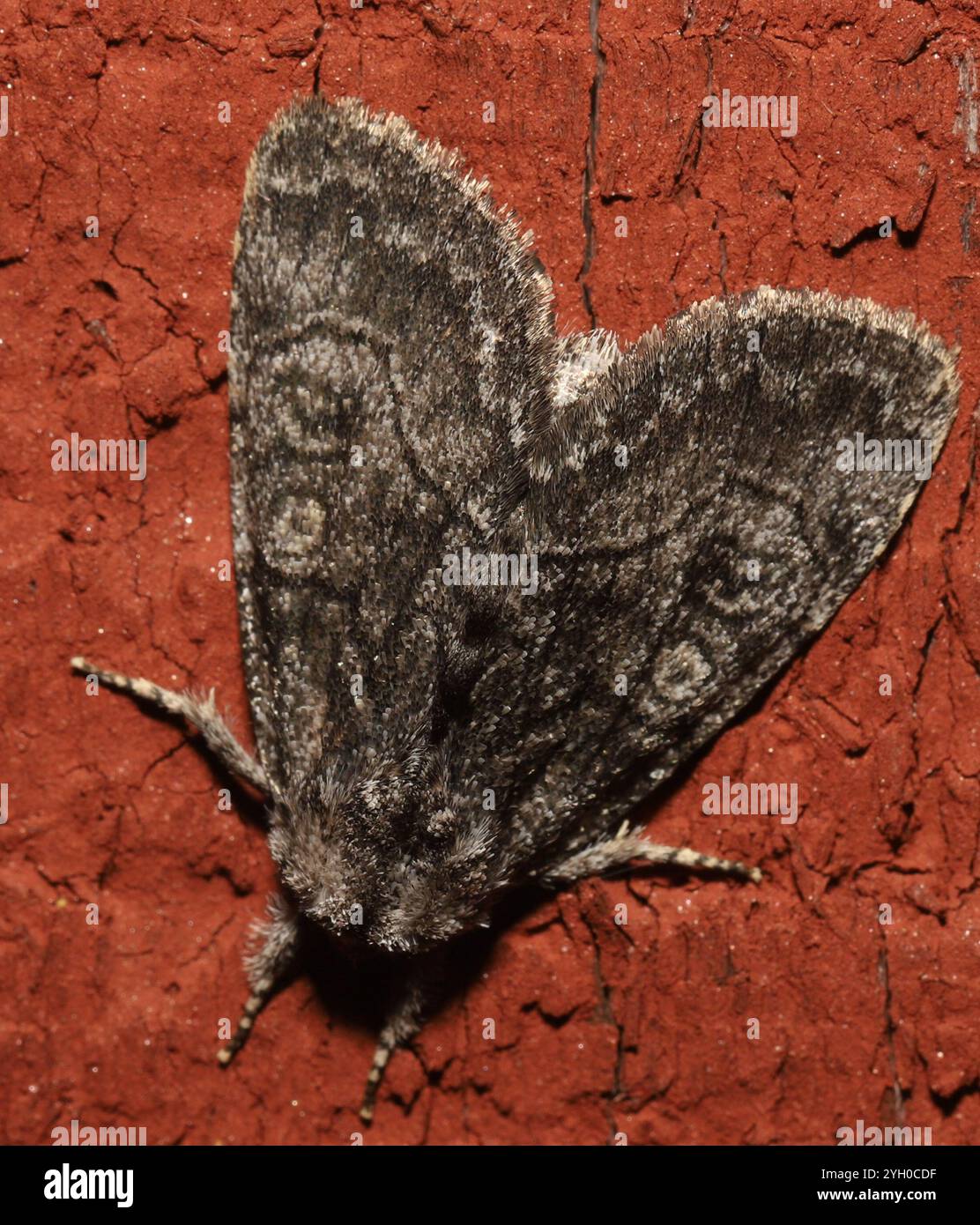 Brother Moth (Raphia frater Stock Photo - Alamy