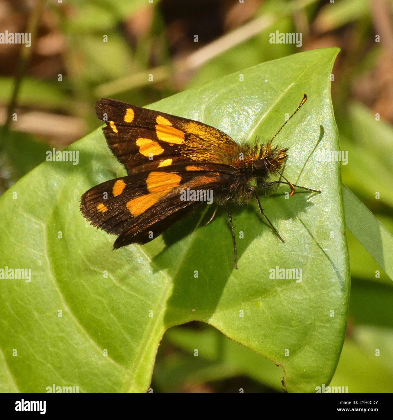 Goldspotted hi-res stock photography and images - Alamy
