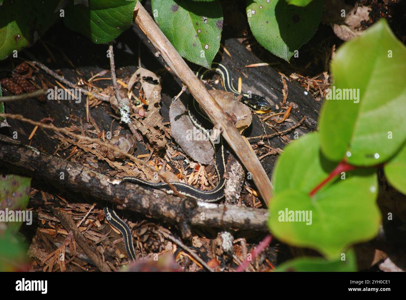 Puget Sound Garter Snake (Thamnophis sirtalis pickeringii Stock Photo ...
