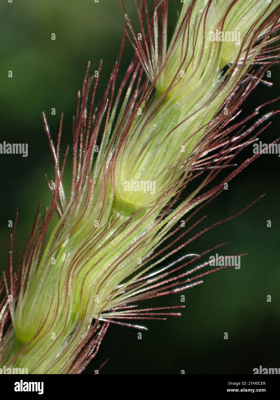 buffelgrass (Cenchrus ciliaris Stock Photo - Alamy