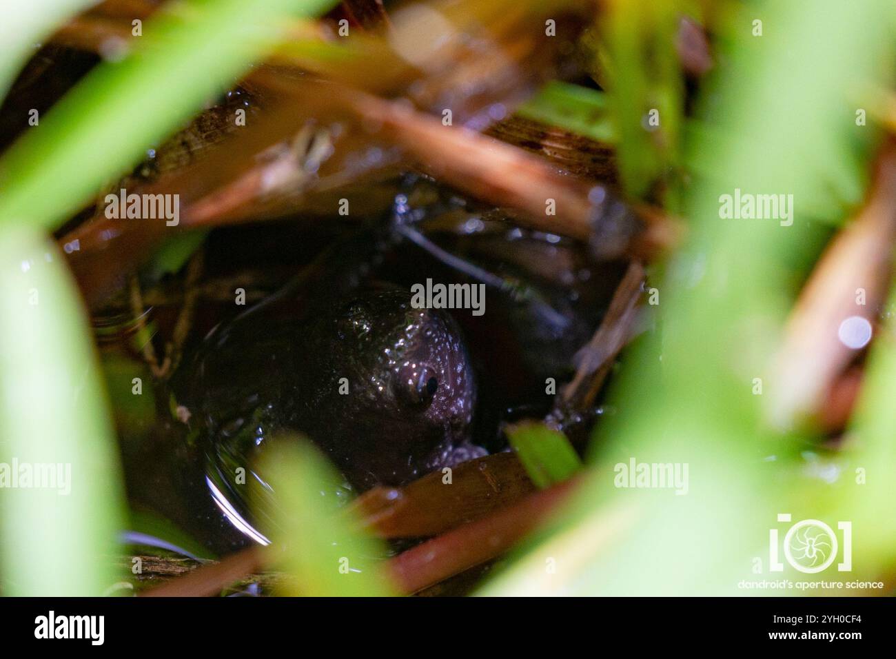 Eastern Narrow-mouthed Toad (Gastrophryne carolinensis Stock Photo - Alamy