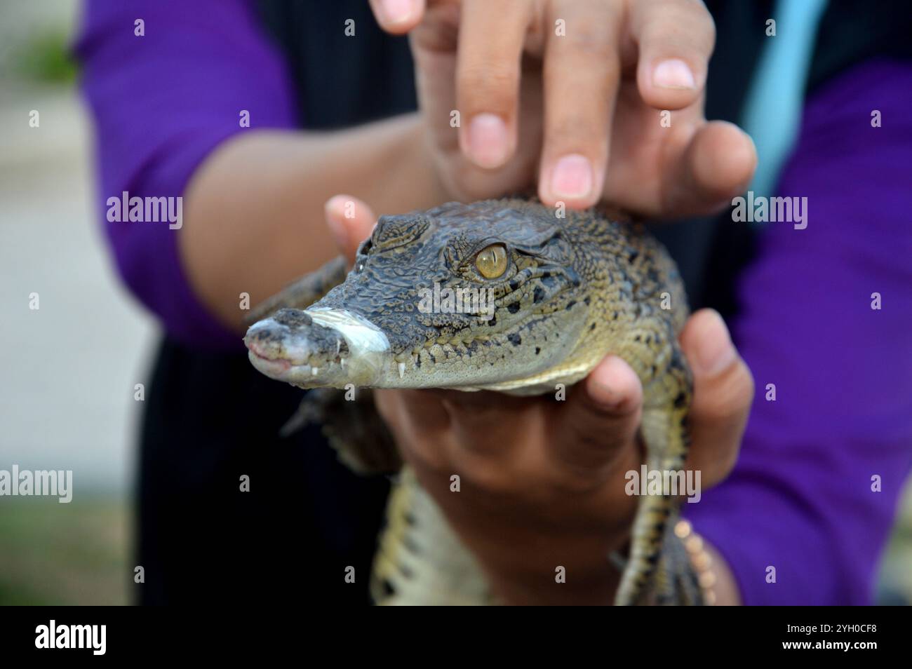 Show crocodile man farm in hi-res stock photography and images - Alamy