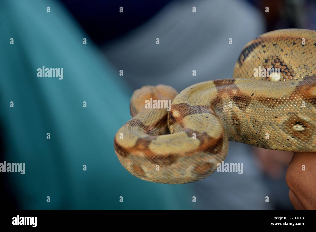 Phyton pattern hi-res stock photography and images - Alamy