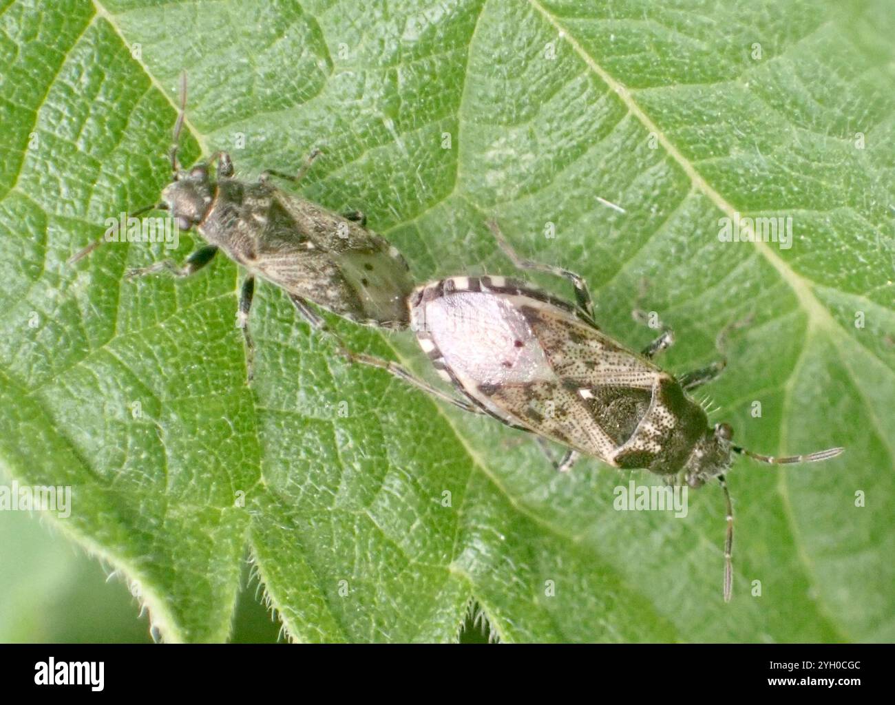 Nettle ground bug (Heterogaster urticae Stock Photo - Alamy