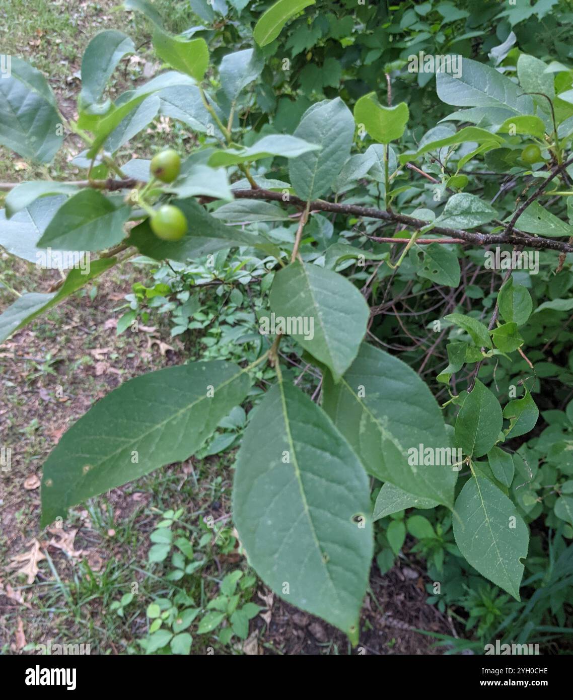 chokecherry (Prunus virginiana Stock Photo - Alamy