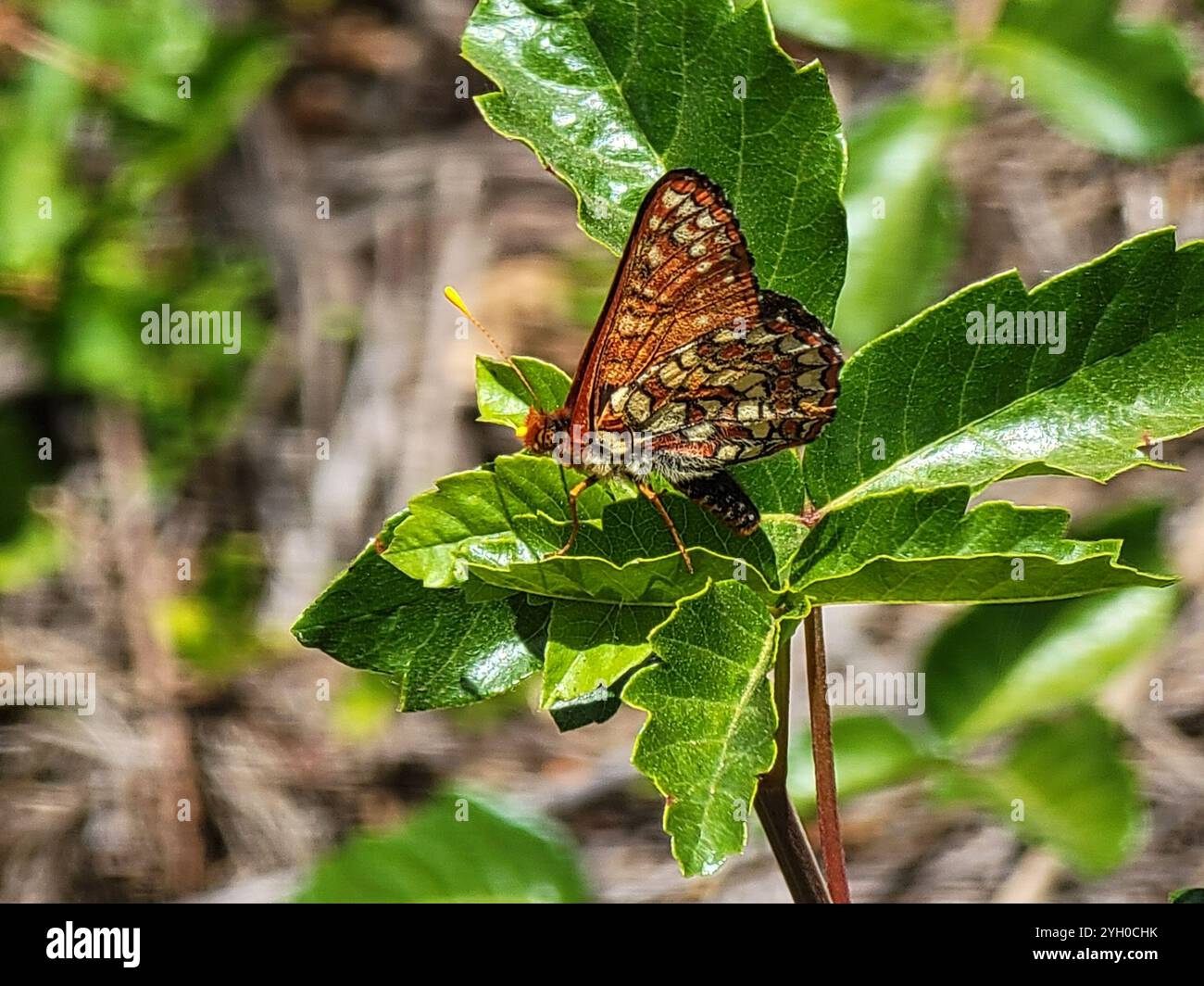 Variable Checkerspot (Euphydryas chalcedona Stock Photo - Alamy