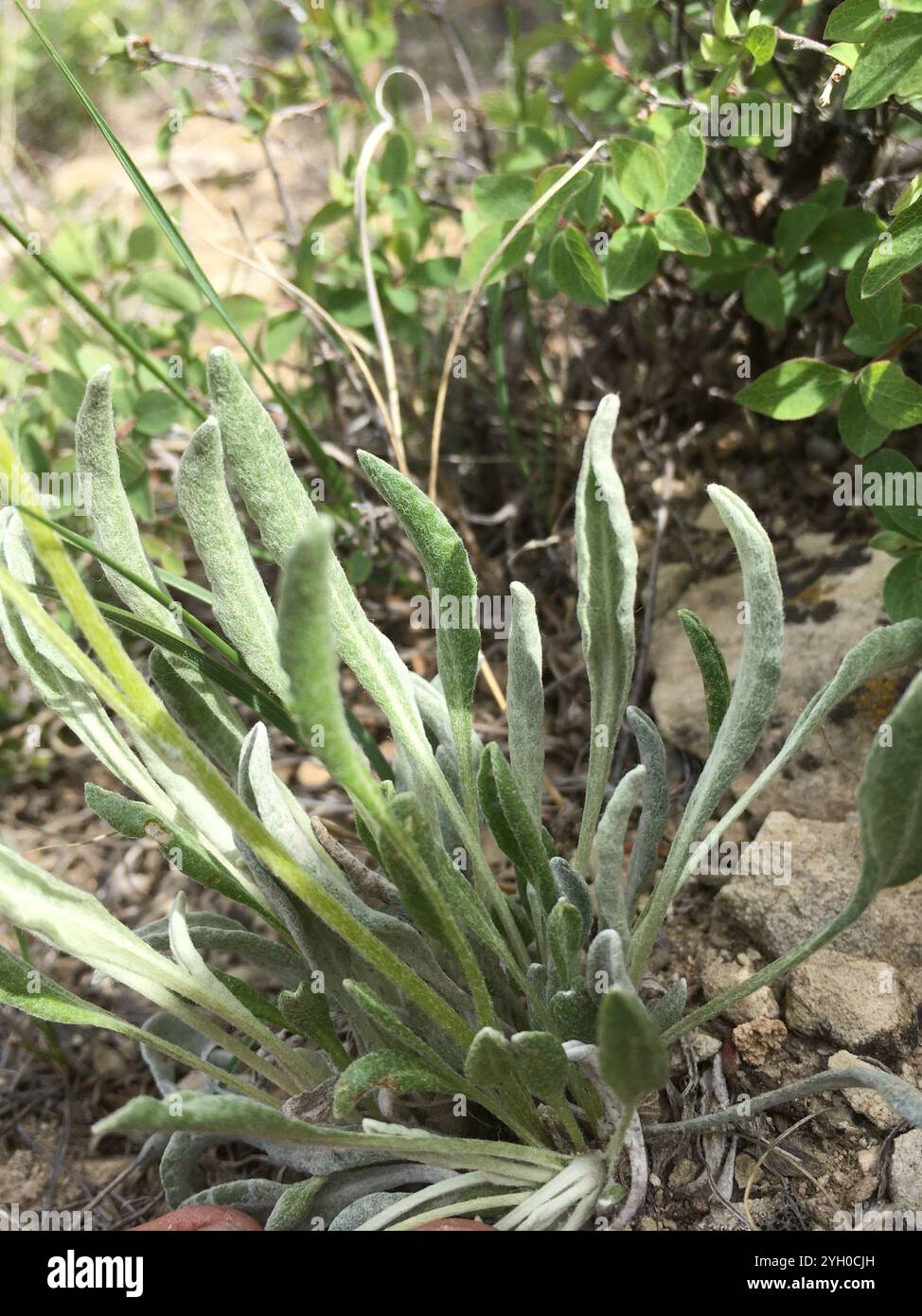 woolly groundsel (Packera cana Stock Photo - Alamy