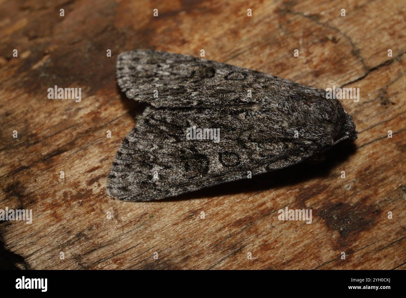 Powdered Dagger (Acronicta impleta Stock Photo - Alamy