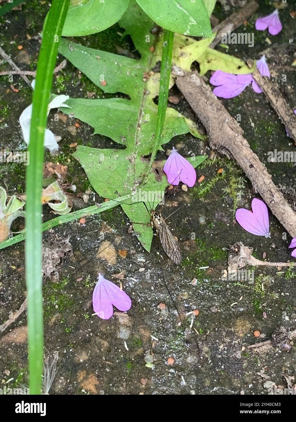Spotted Cranefly (Nephrotoma appendiculata Stock Photo - Alamy