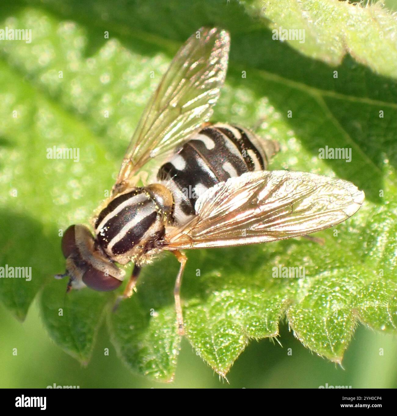 Striped Swamp Fly (Eurimyia lineata Stock Photo - Alamy