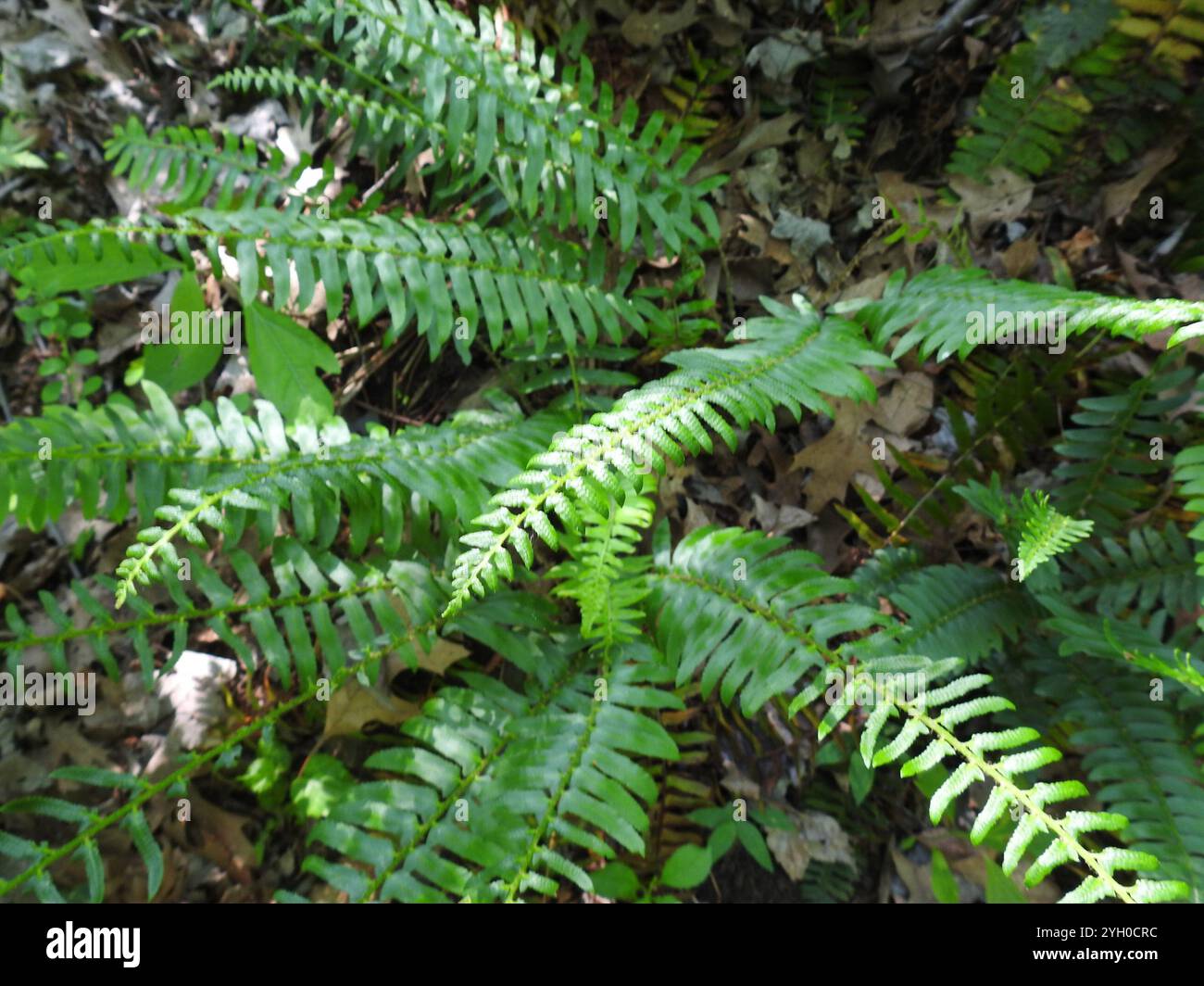 Christmas fern (Polystichum acrostichoides Stock Photo - Alamy