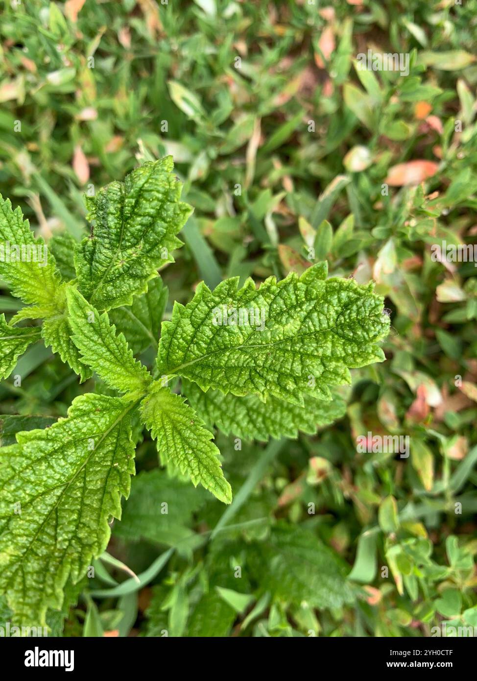 mint family (Lamiaceae Stock Photo - Alamy