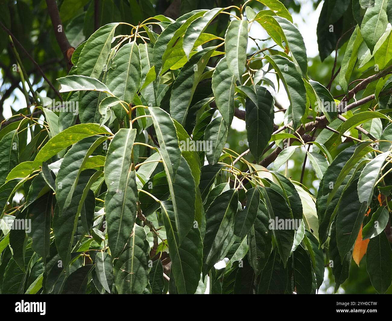 Ceylon olive (Elaeocarpus serratus Stock Photo - Alamy