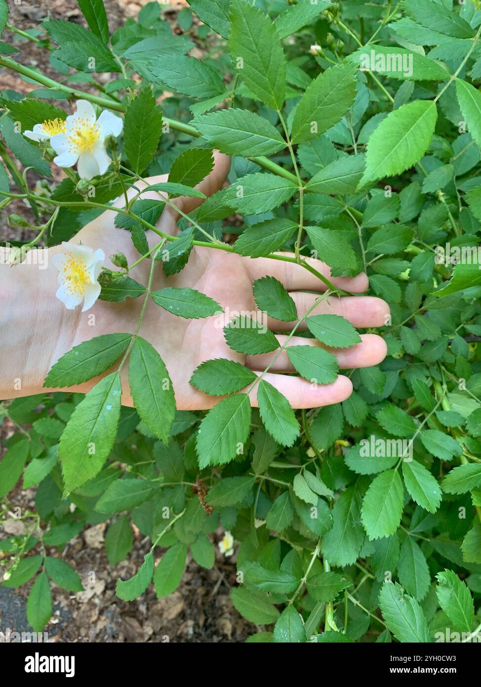 multiflora rose (Rosa multiflora Stock Photo - Alamy