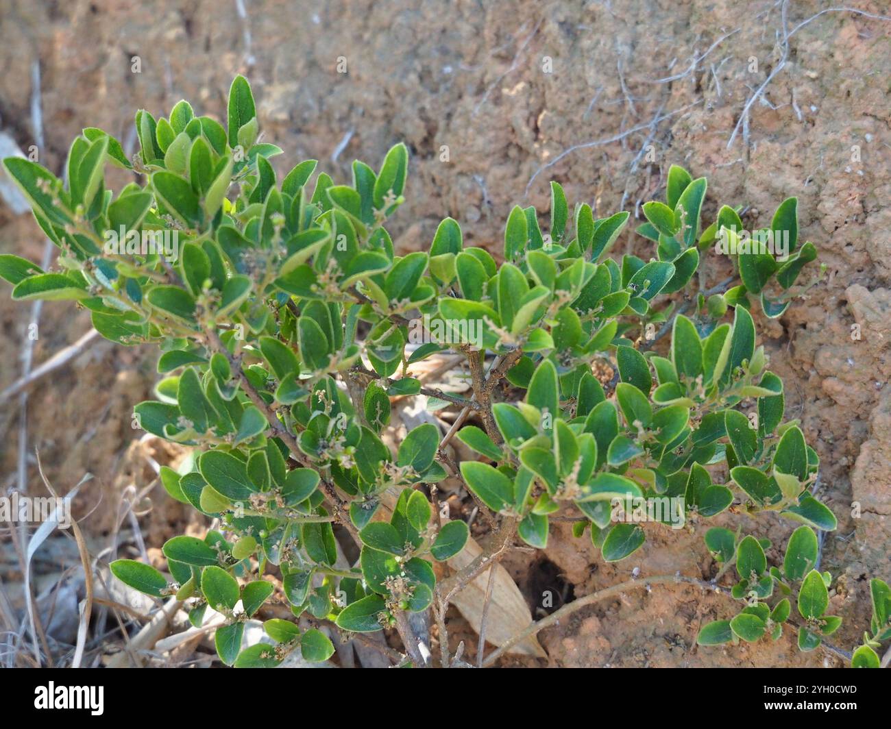 sapphire-berry (Symplocos paniculata Stock Photo - Alamy