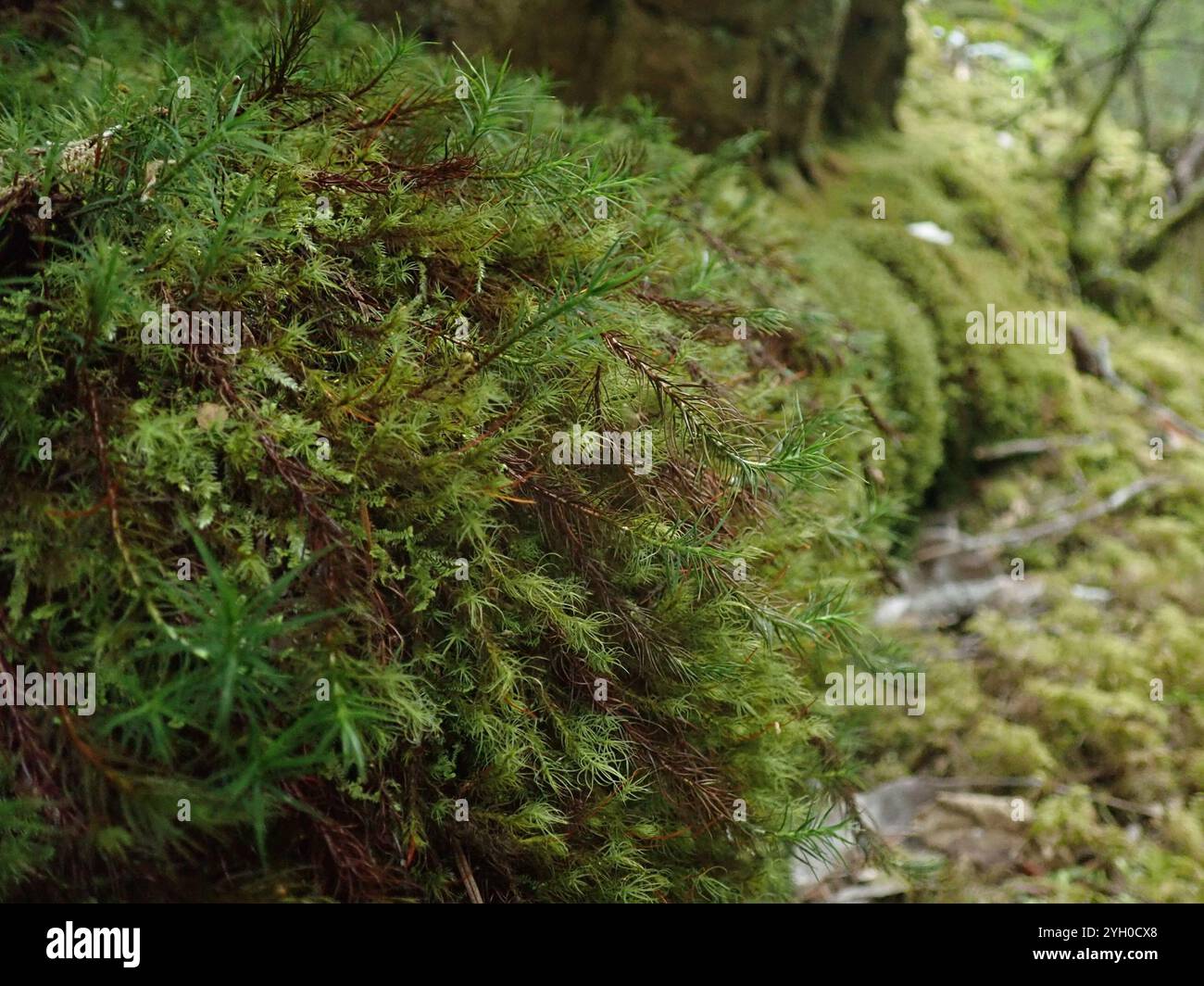 Alpine Haircap Moss (Polytrichastrum alpinum Stock Photo - Alamy