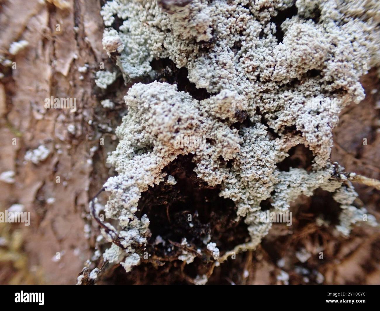 common lichens (Lecanoromycetes Stock Photo - Alamy
