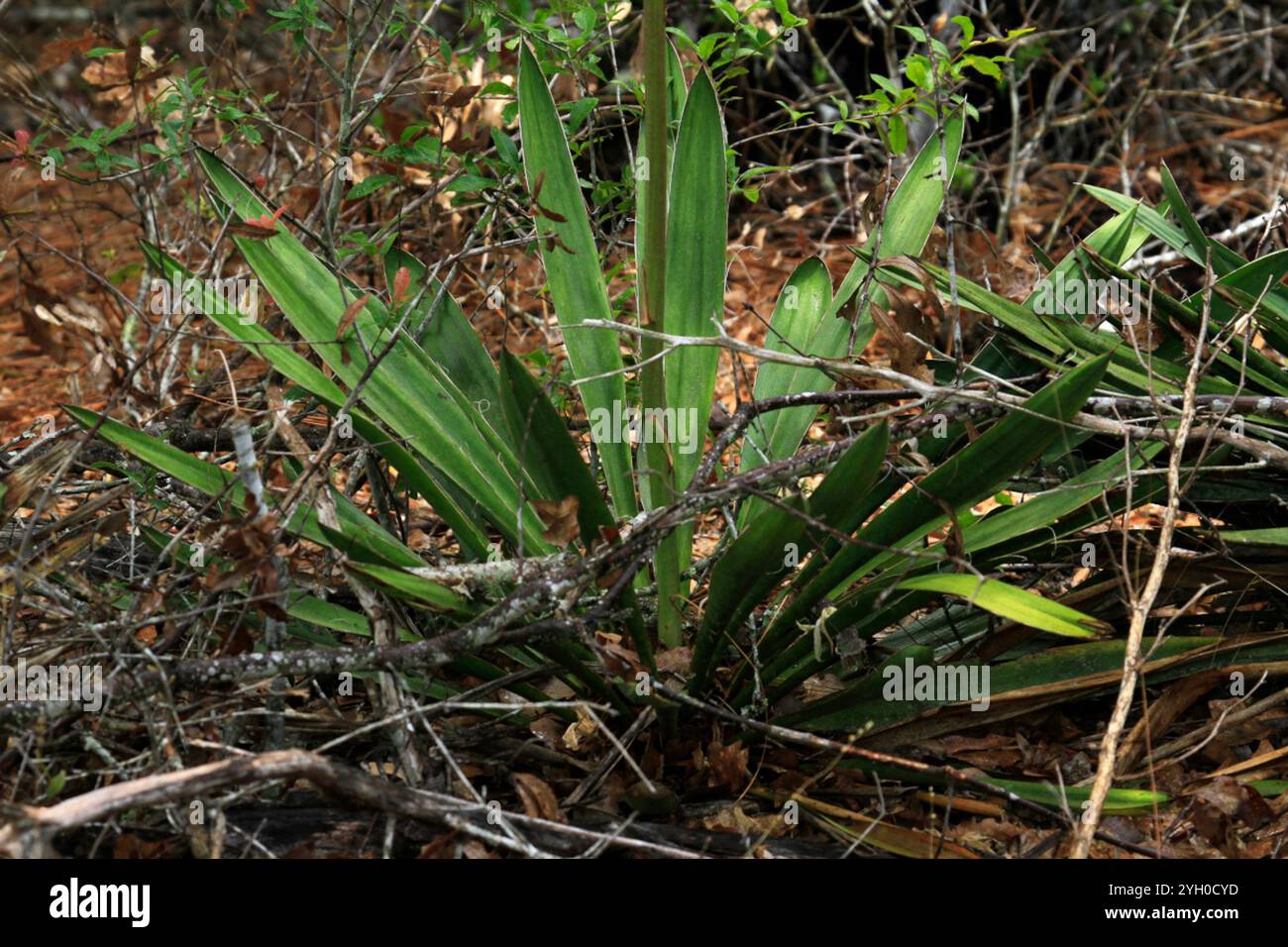 (Yucca filamentosa concava Stock Photo - Alamy