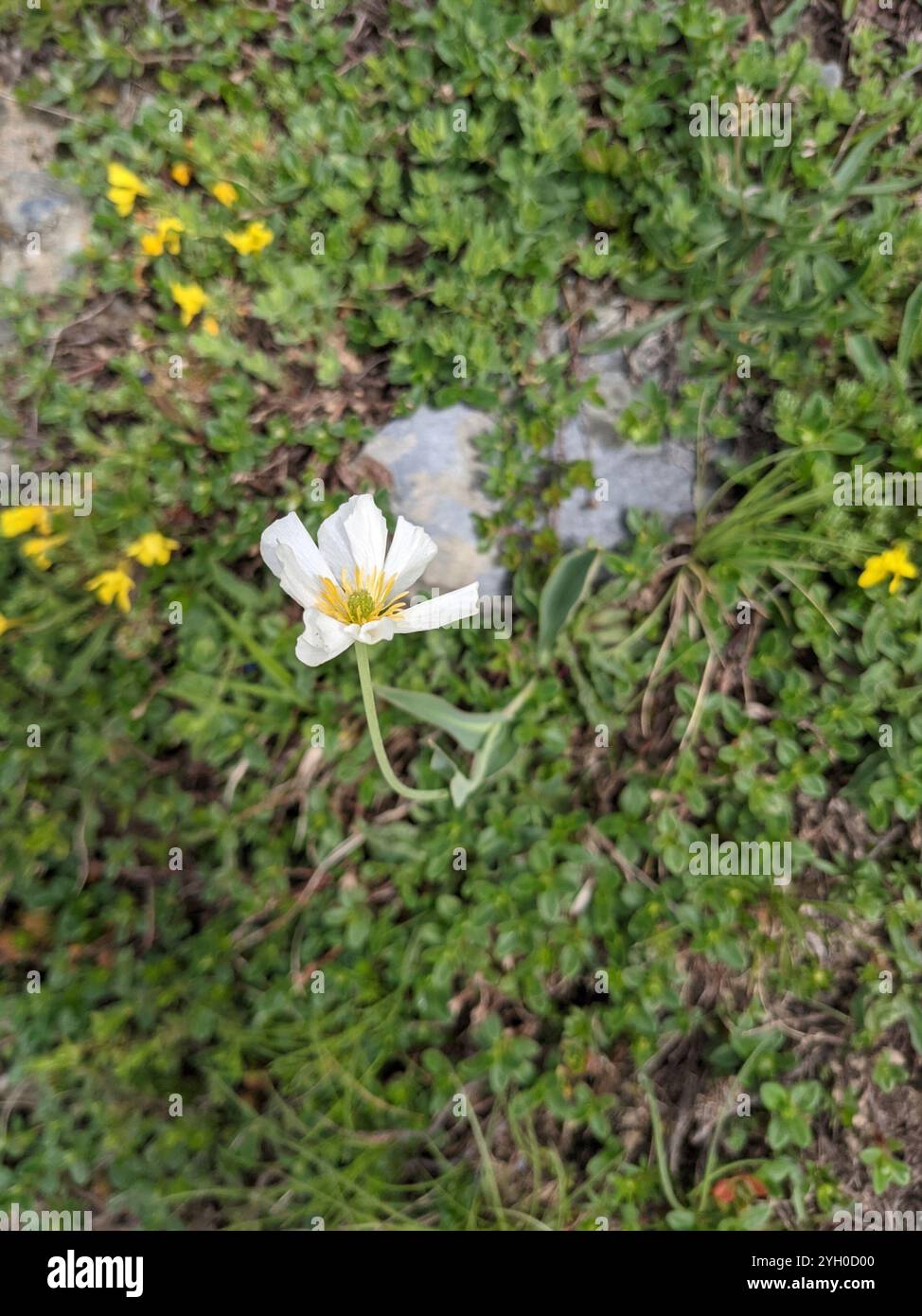Ranunculus amplexicaulis hi-res stock photography and images - Alamy