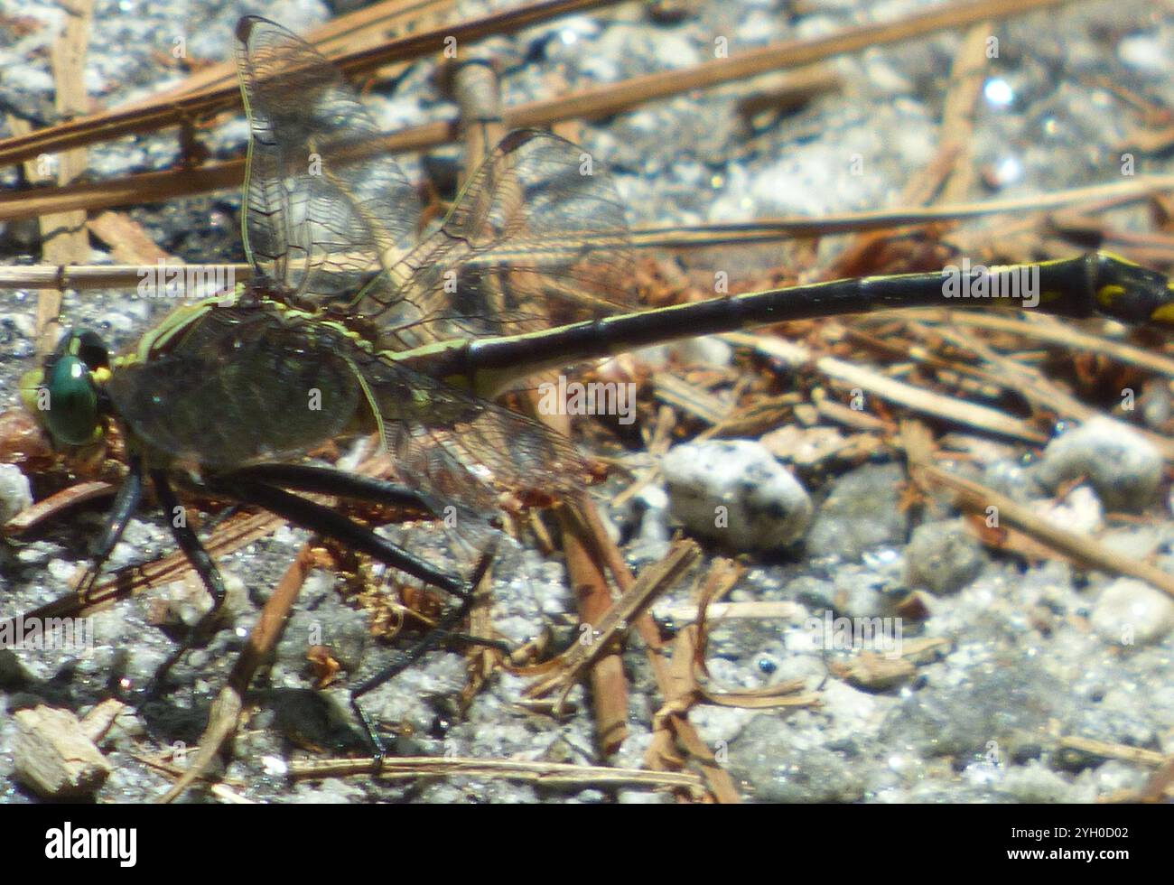 Black-shouldered Spinyleg (Dromogomphus spinosus Stock Photo - Alamy