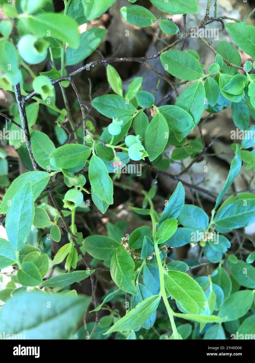 Early Lowbush Blueberry (Vaccinium pallidum Stock Photo - Alamy