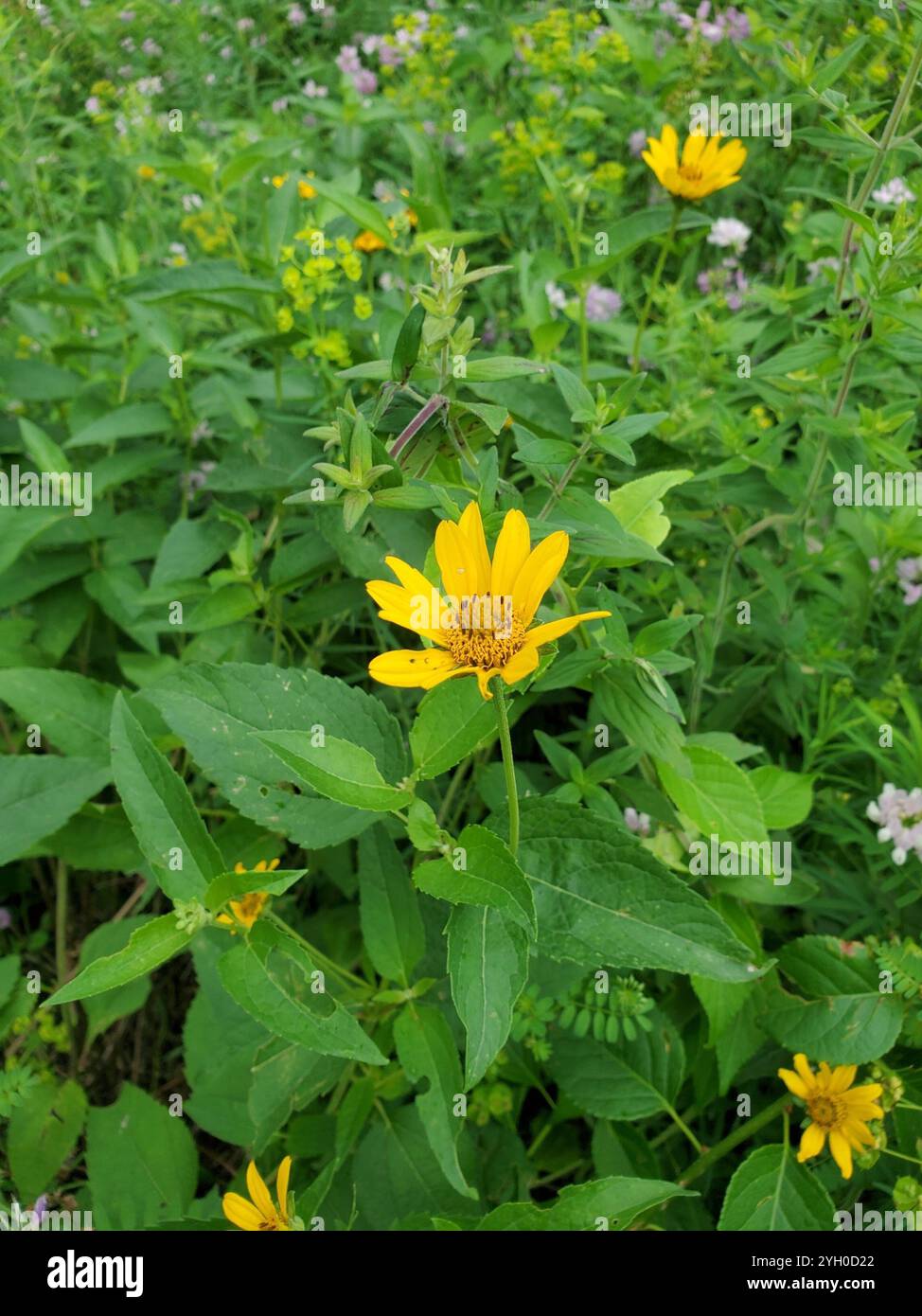 false sunflower (Heliopsis helianthoides Stock Photo - Alamy