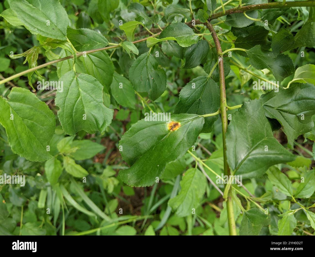 Crown Rust (Puccinia coronata Stock Photo - Alamy