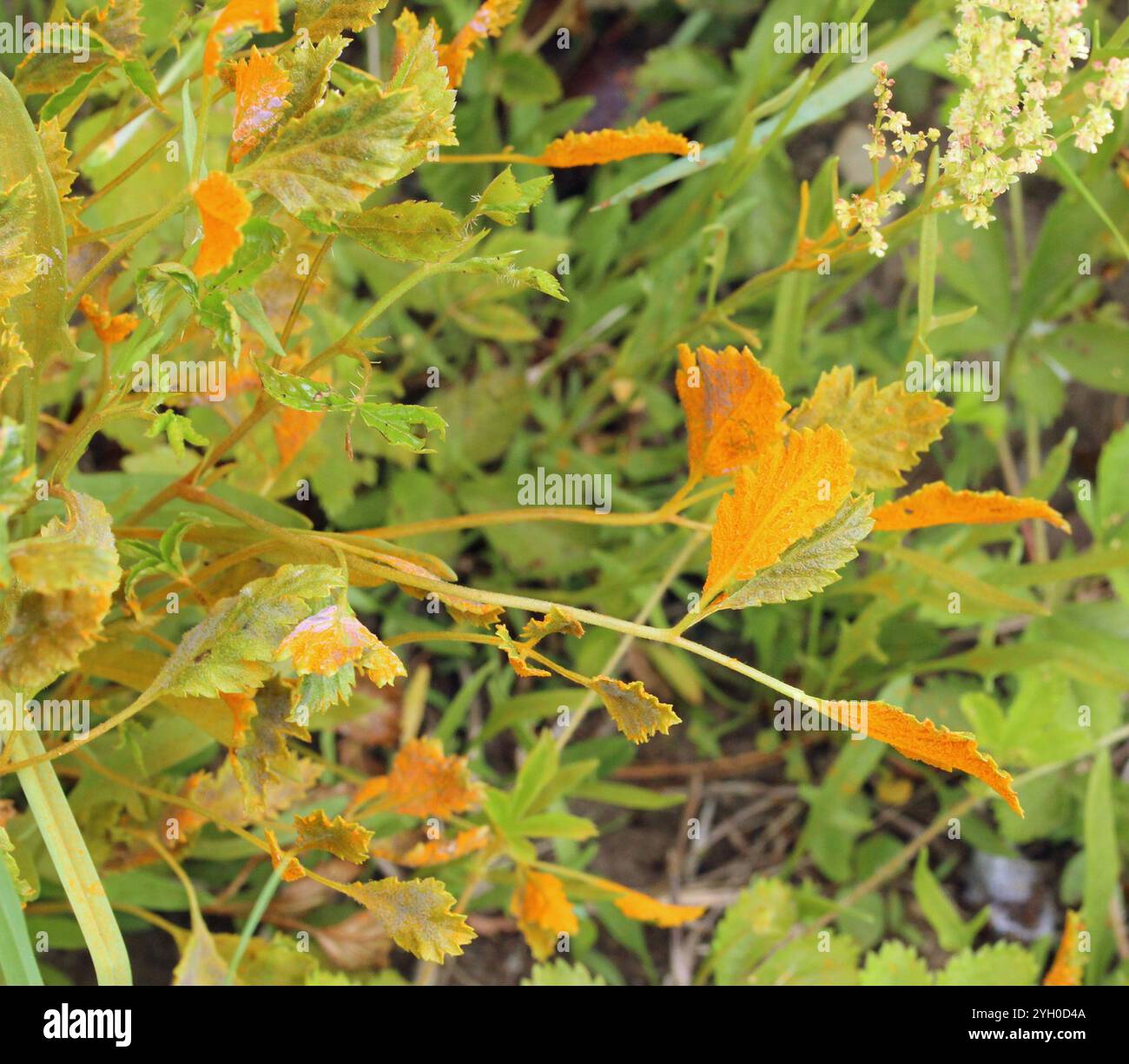 blackberry orange rust (Gymnoconia peckiana Stock Photo - Alamy