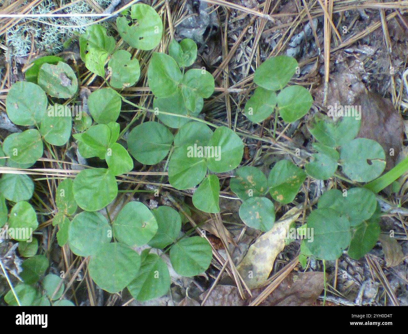 Round-leaved Trailing Tick-trefoil (Desmodium rotundifolium Stock Photo ...