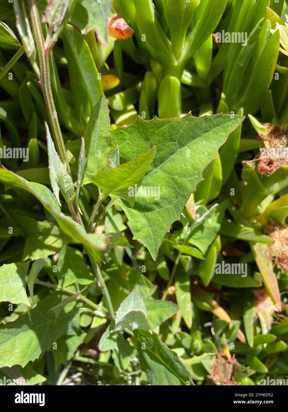 Chenopodioideae subfamily hi-res stock photography and images - Alamy