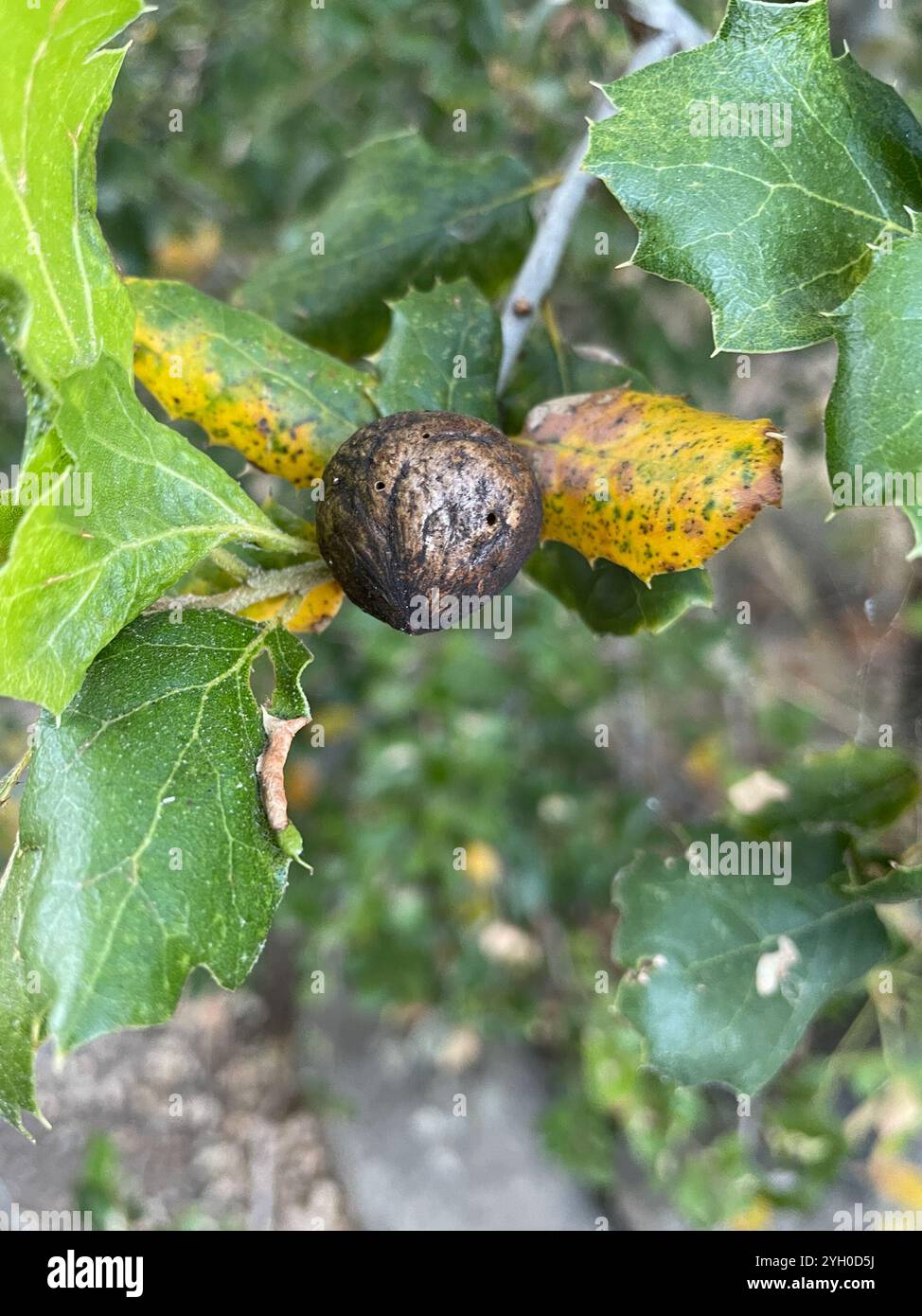 Live Oak Apple Gall Wasp (Amphibolips quercuspomiformis Stock Photo - Alamy