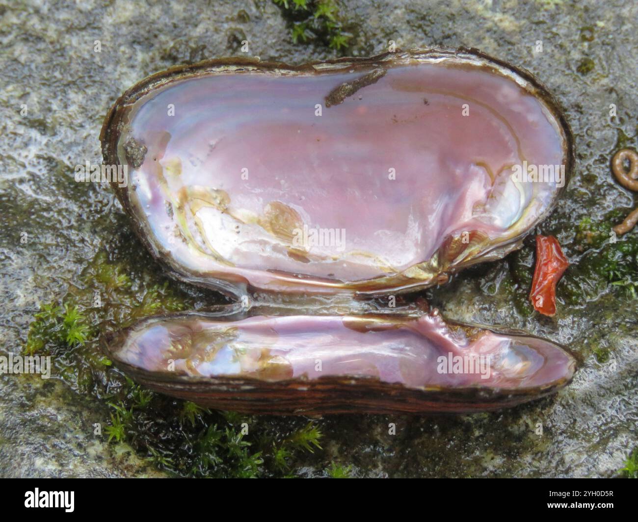 Western Pearlshell (Margaritifera falcata Stock Photo - Alamy