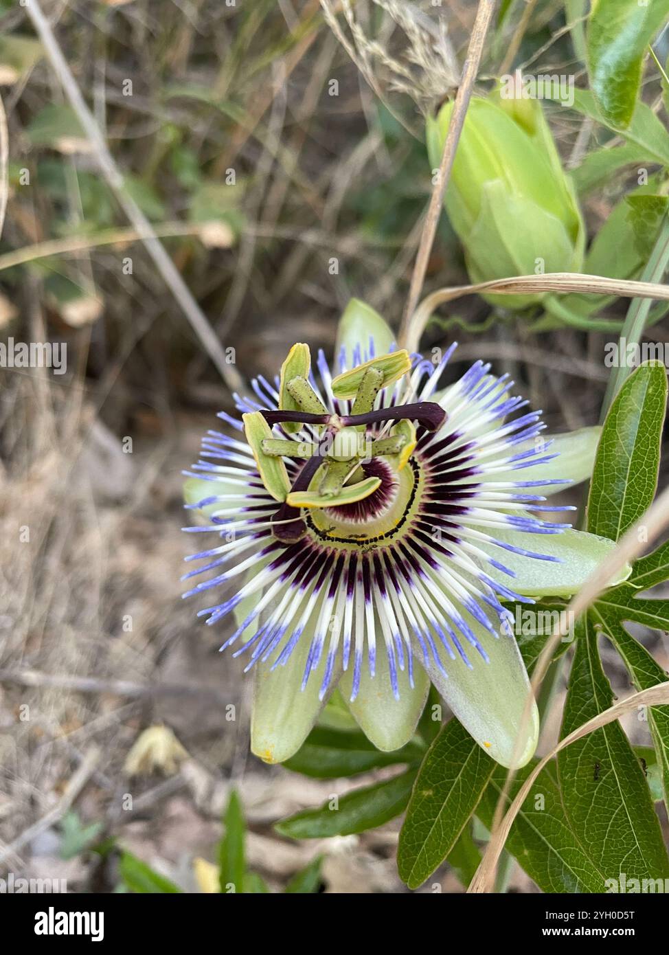 Bluecrown passionflower (Passiflora caerulea Stock Photo - Alamy