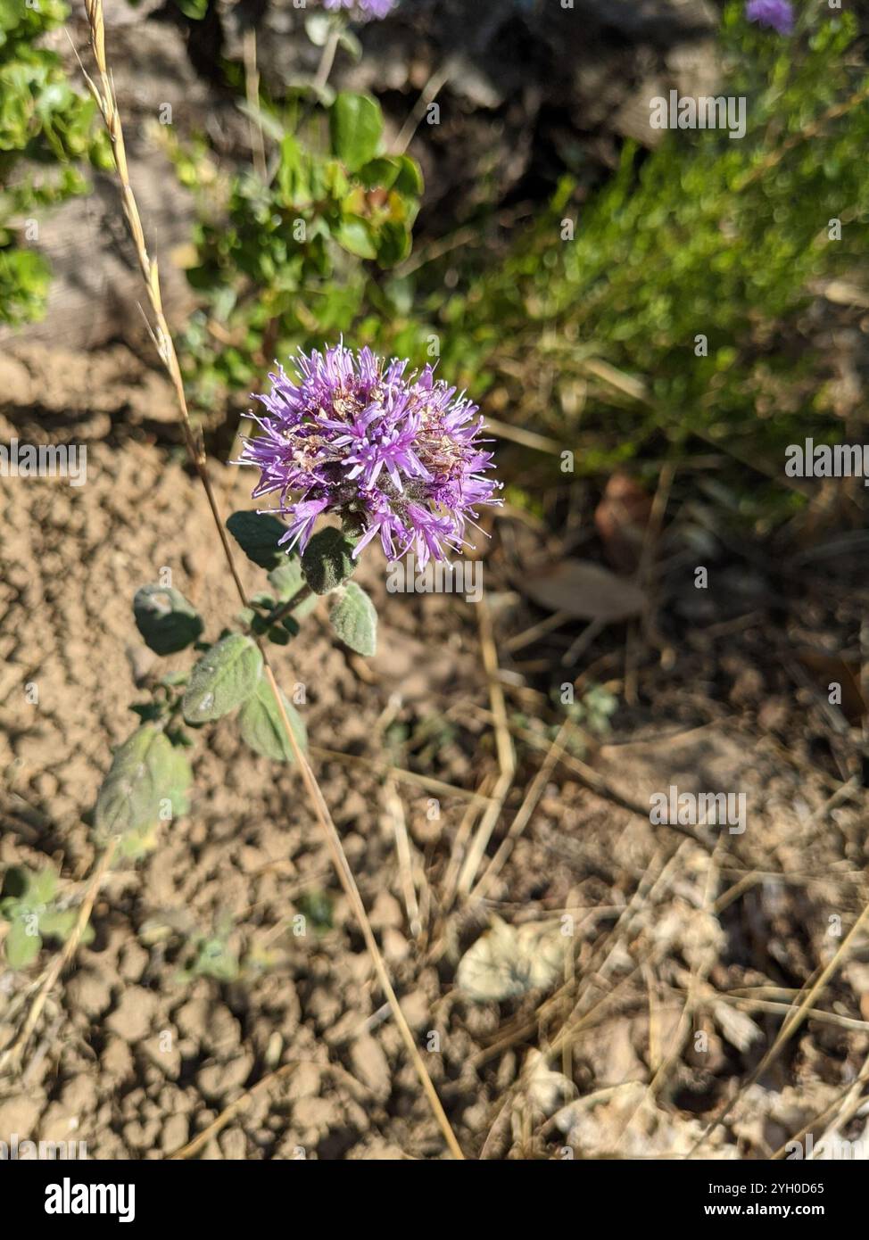 Coyote Mint (Monardella villosa Stock Photo - Alamy