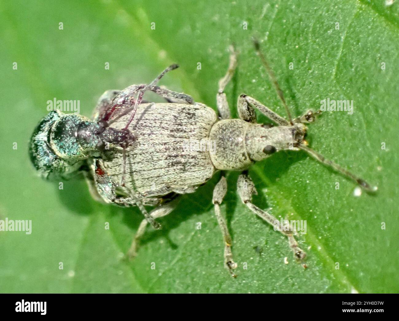 Nettle weevil (Phyllobius pomaceus Stock Photo - Alamy