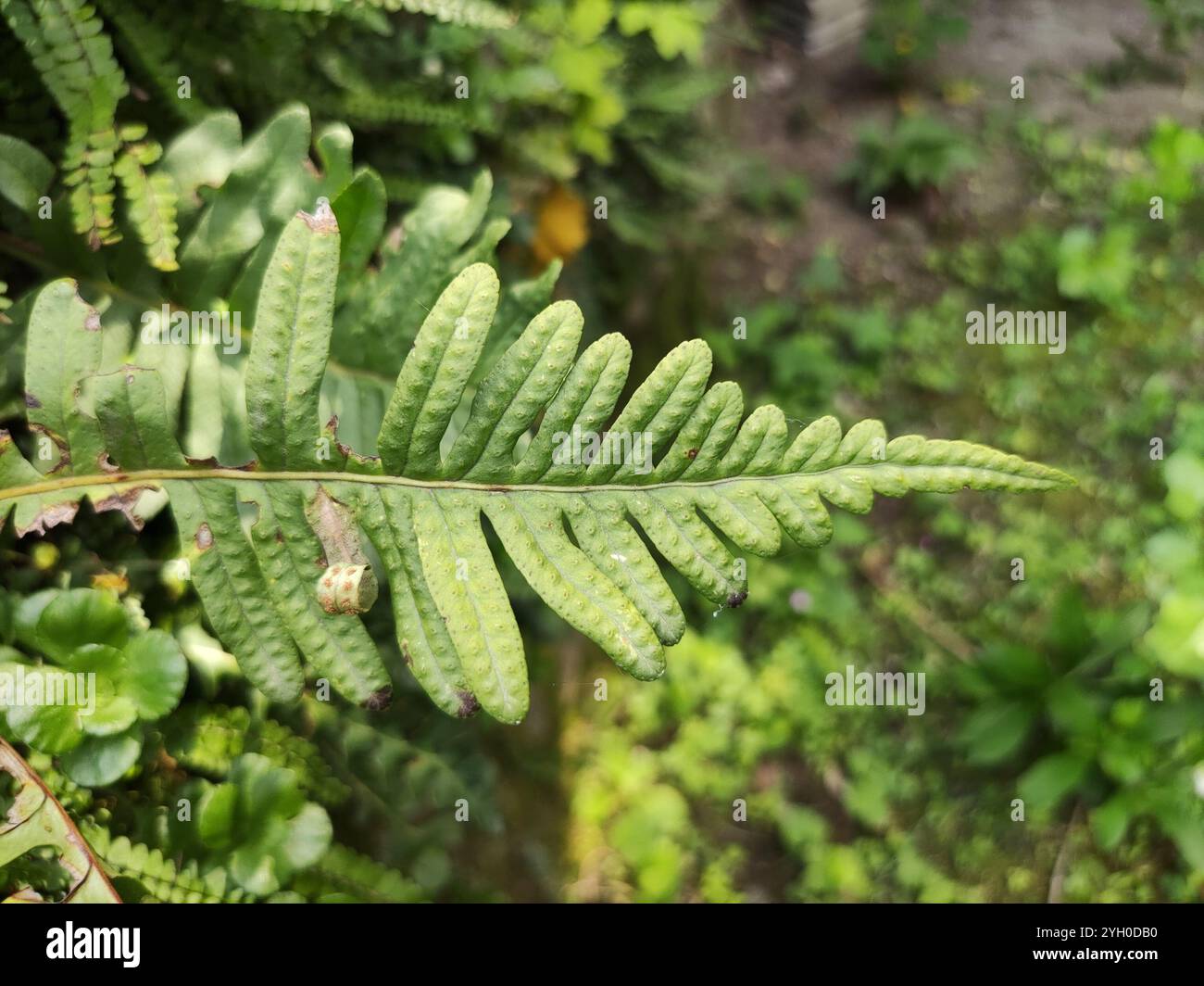 common polypody (Polypodium vulgare Stock Photo - Alamy