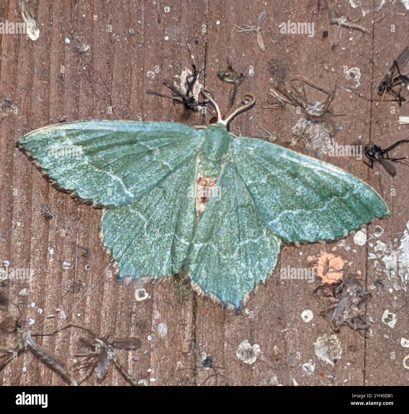 Common Emerald (Hemithea aestivaria Stock Photo - Alamy