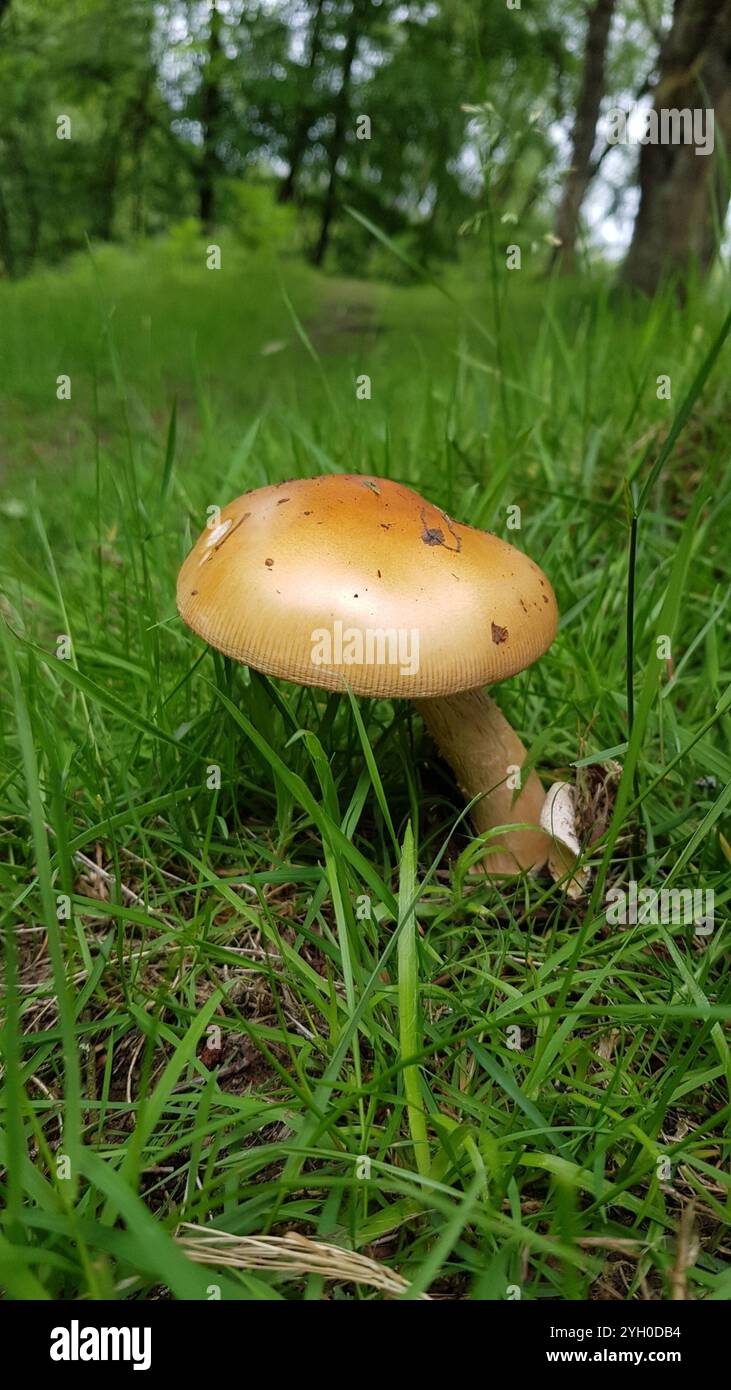 Orange Grisette (Amanita crocea Stock Photo - Alamy