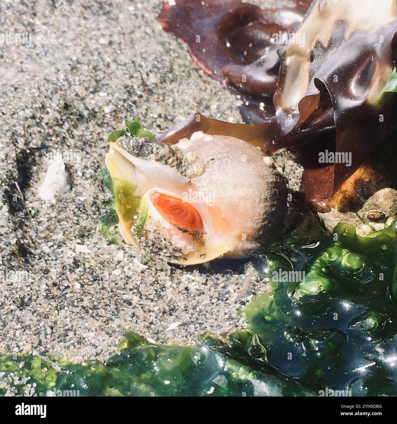 Frilled Dogwinkle (Nucella lamellosa Stock Photo - Alamy