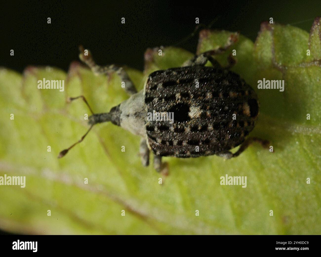 Common Figwort Weevil (Cionus scrophulariae Stock Photo - Alamy