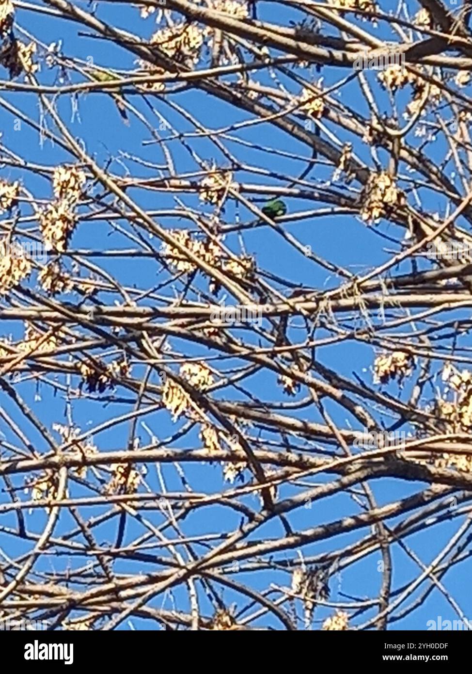Maroon bellied parakeet pyrrhura hi-res stock photography and images ...