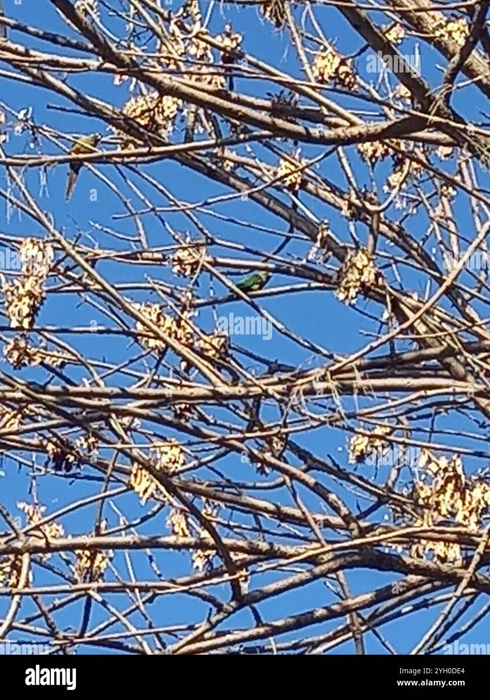 Maroon bellied parakeet pyrrhura hi-res stock photography and images ...