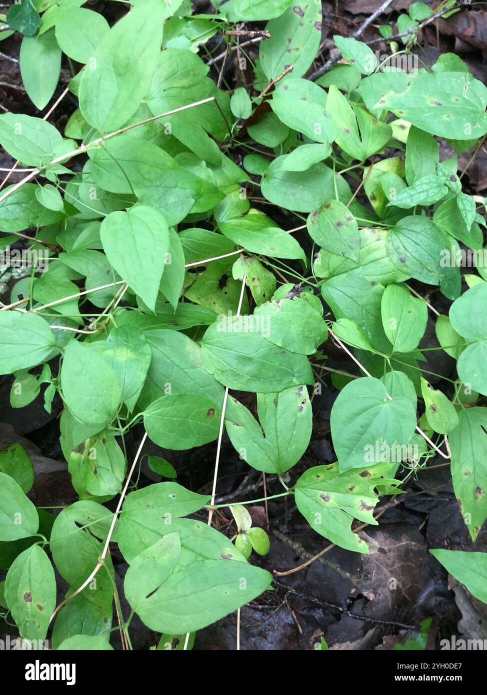 Netleaf Leather Flower (Clematis reticulata Stock Photo - Alamy